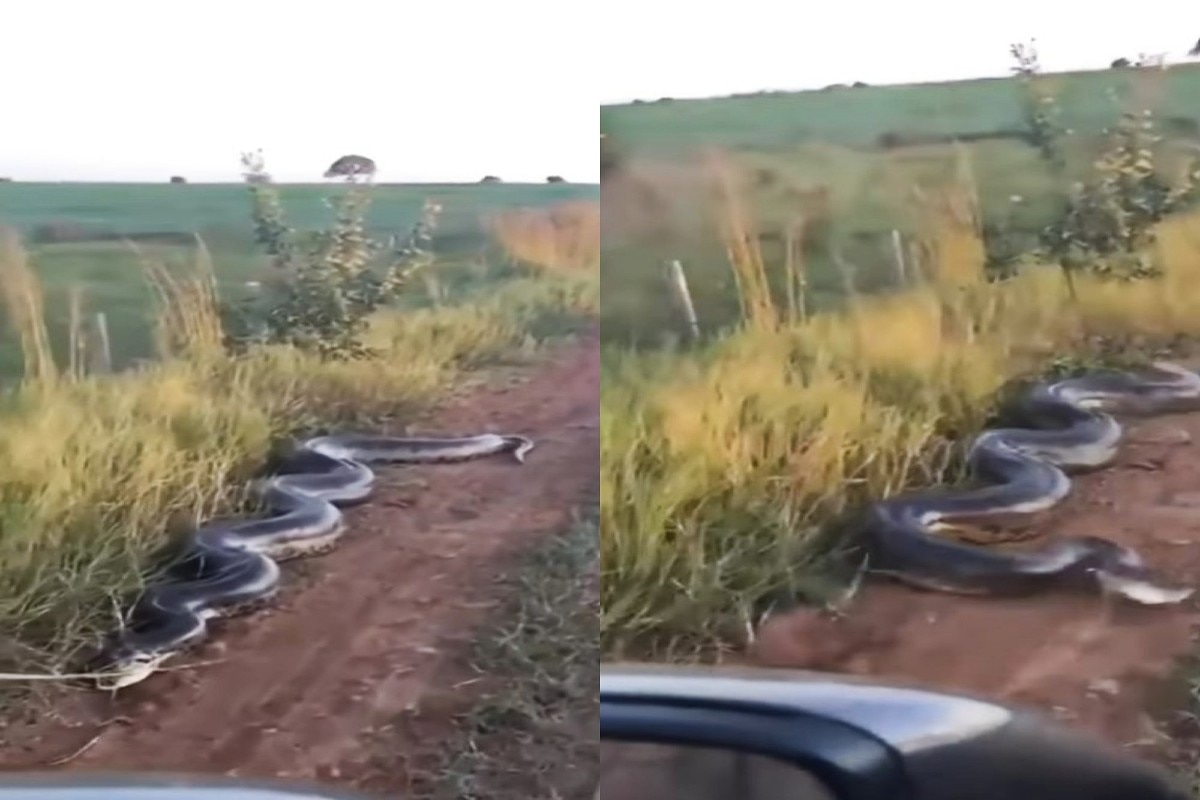 सोते हुए अजगर के पास गाड़ी लेकर पहुंच गया शख्स, मगर जो हुआ हिल ना जाओ ...