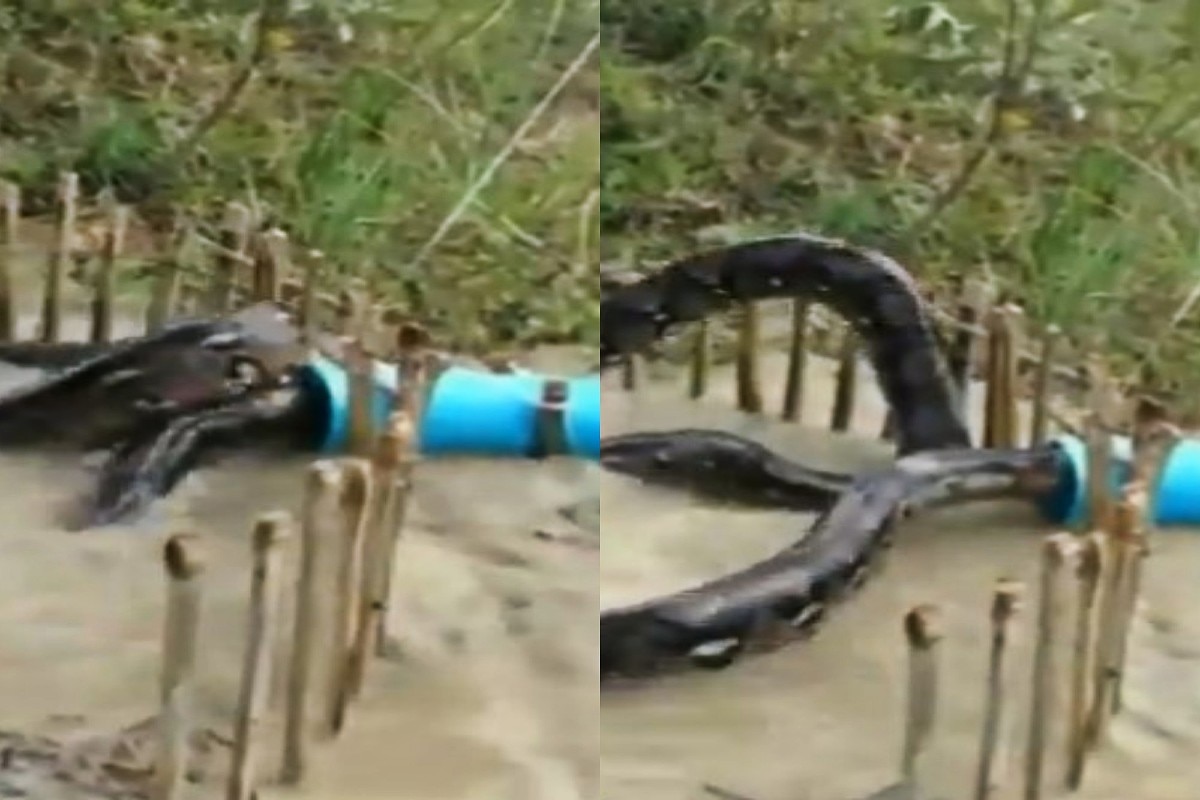 मुर्गी दिखाकर अजगर को पकड़ने का बना दिया धांसू प्लान, आते ही बुरी तरह ...