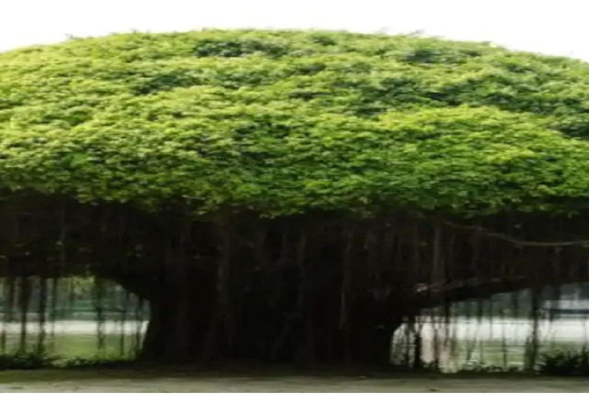 ये पेड़ हर लेगा आपकी हर समस्या, रोज जलाएं घी का दीपक