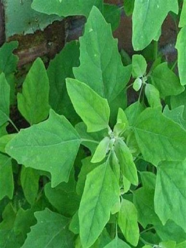 Bathua Ke Saag Ke Side Effects : बथुआ के साग का ज्यादा सेवन करने के ...