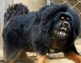 Bhotia Kutta: भोटिया कुत्ते को देखते ही क्यों घबरा जाते हैं बाघ और तेंदुए जैसा खूंखार जानवर ...