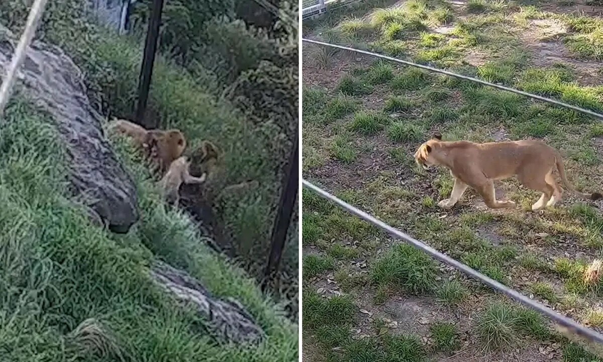 Viral Video: 5 Lions Escape From Sydney Zoo By Breaking Fence. Watch