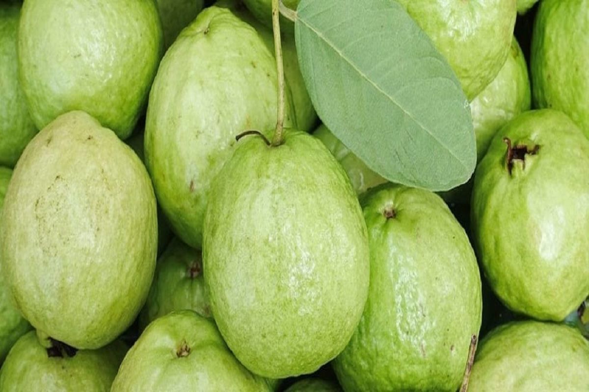 बच्चों को जरूर खिलाएं अमरूद, लेकिन पहले जान लें ये सावधानियां