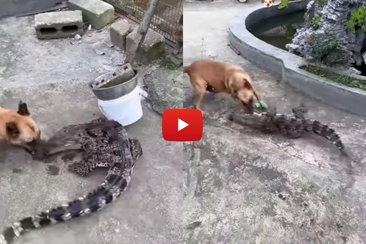 Magarmach Ka Video: पानी से निकलते ही डॉगी के रडार पर आ गया मगरमच्छ ...