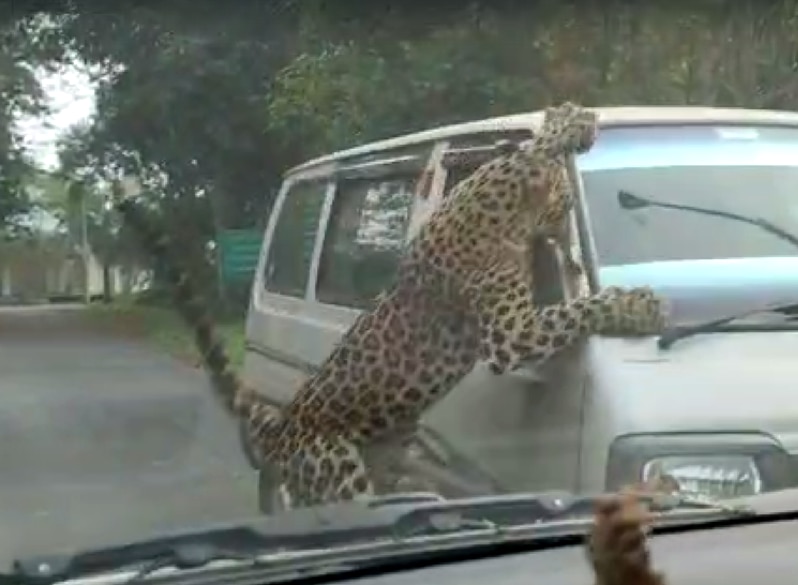 Leopard on Loose Injures 15 People in Assam's Jorhat, Dramatic Videos Erupt
