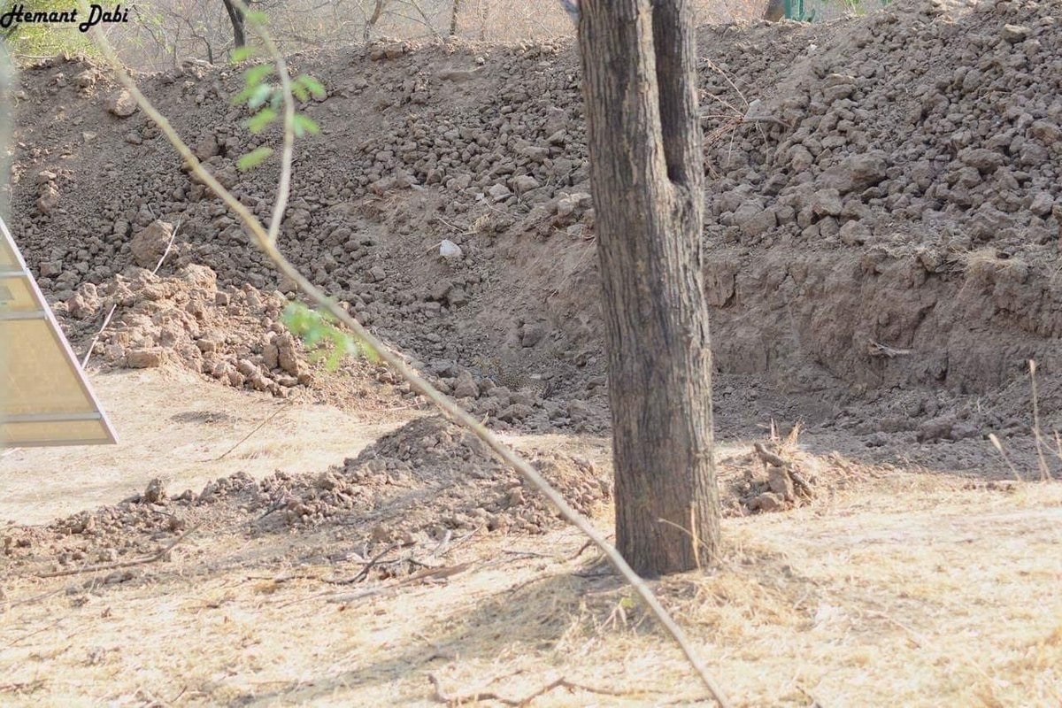 Have A Hawk Eye? Spot The Hidden Leopard In This Photo In 10 Seconds