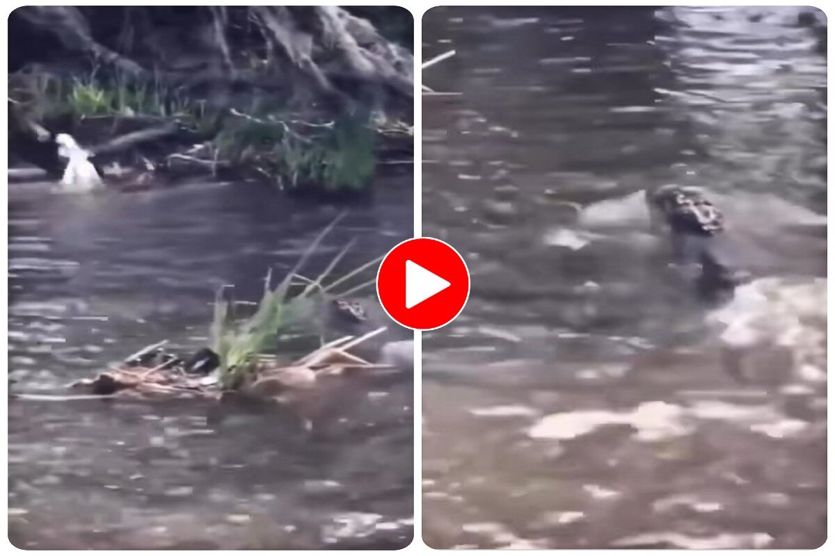 Magarmach Ka Video: नदी में फंसे बाज की मगरमच्छ ने पकड़ ली टांग, फिर जो ...