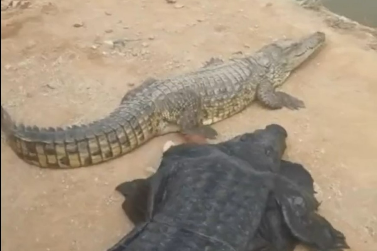 'This Magar Is Too Much': Man Wears Crocodile Costume, Teases The Real ...