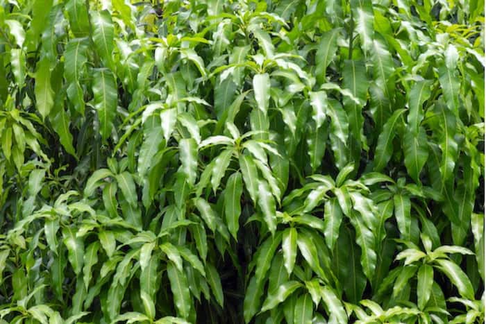 इन फलों की पत्तियां उसके फल से ज्यादा फायदेमंद, कई गंभीर बीमारियों में मानी जाती हैं असरदार