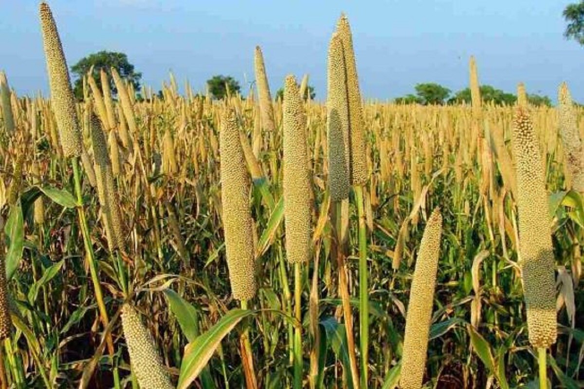 विदेशी मुद्रा की बरसात कराएगा सूखे में उगने वाला बाजरा, जरिया बनेगा ...
