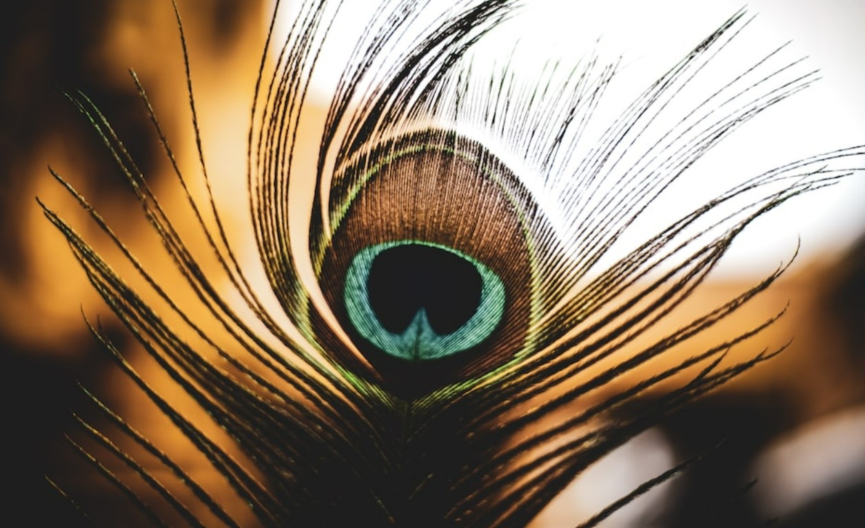 बंद किस्मत का दरवाजा खोल देगा ये मोर पंख! बस घर में इन नियमों के साथ रखें