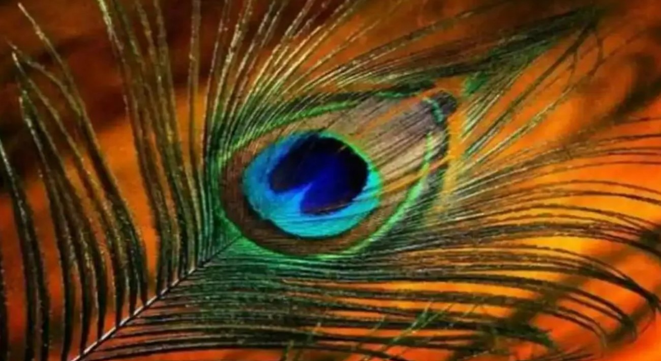 बंद किस्मत का दरवाजा खोल देगा ये मोर पंख! बस घर में इन नियमों के साथ रखें