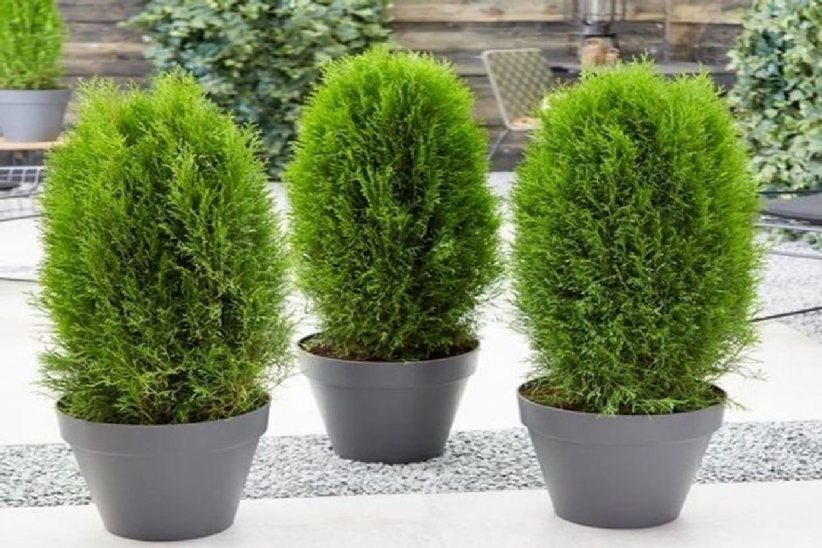 उच्च शिक्षा प्राप्त करने के लिए घर पर लगाएं ये पौधा, बच्चे परीक्षा में ...