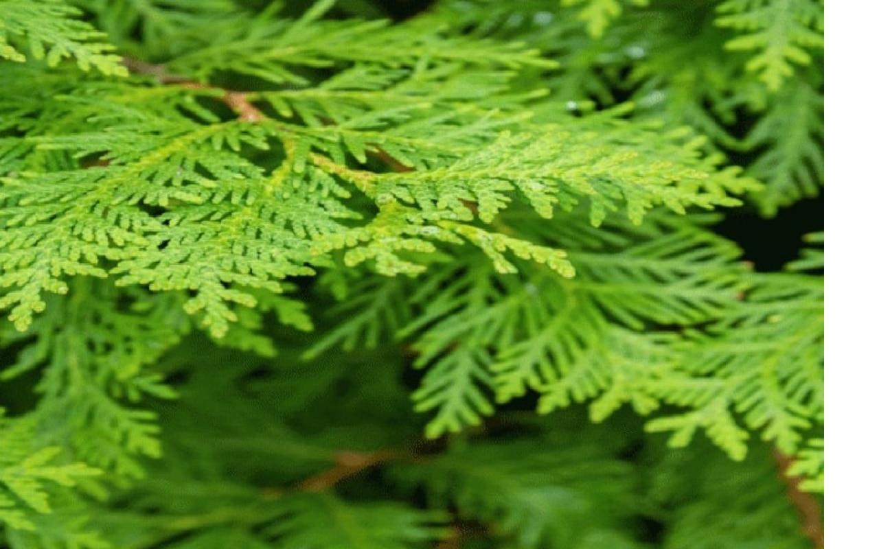 उच्च शिक्षा प्राप्त करने के लिए घर पर लगाएं ये पौधा, बच्चे परीक्षा में ...