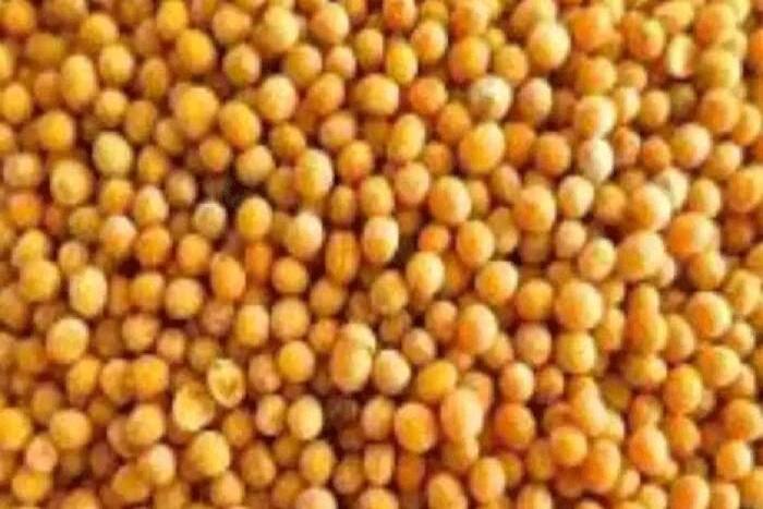 पीली सरसों दूर कर सकती है आर्थिक तंगी की समस्या, जानें कैसे करें उपयोग