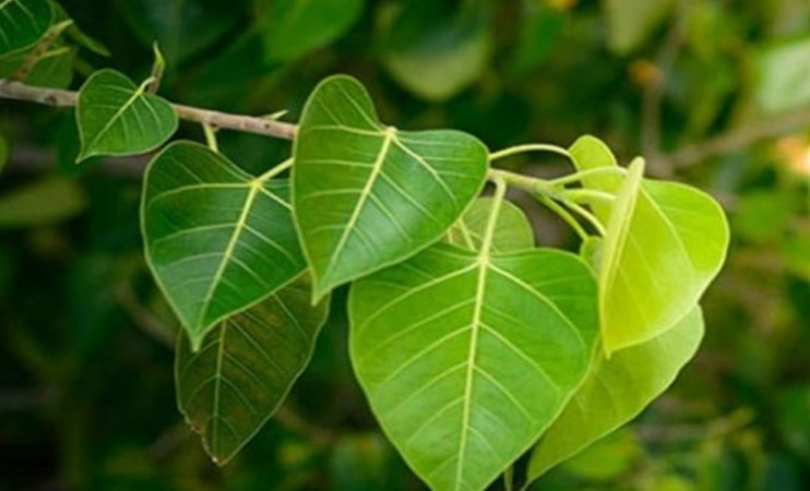 Vastu Tips: इंसान को बर्बाद कर देंगे घर में लगे ये 5 पेड़, फौरन हटा लें