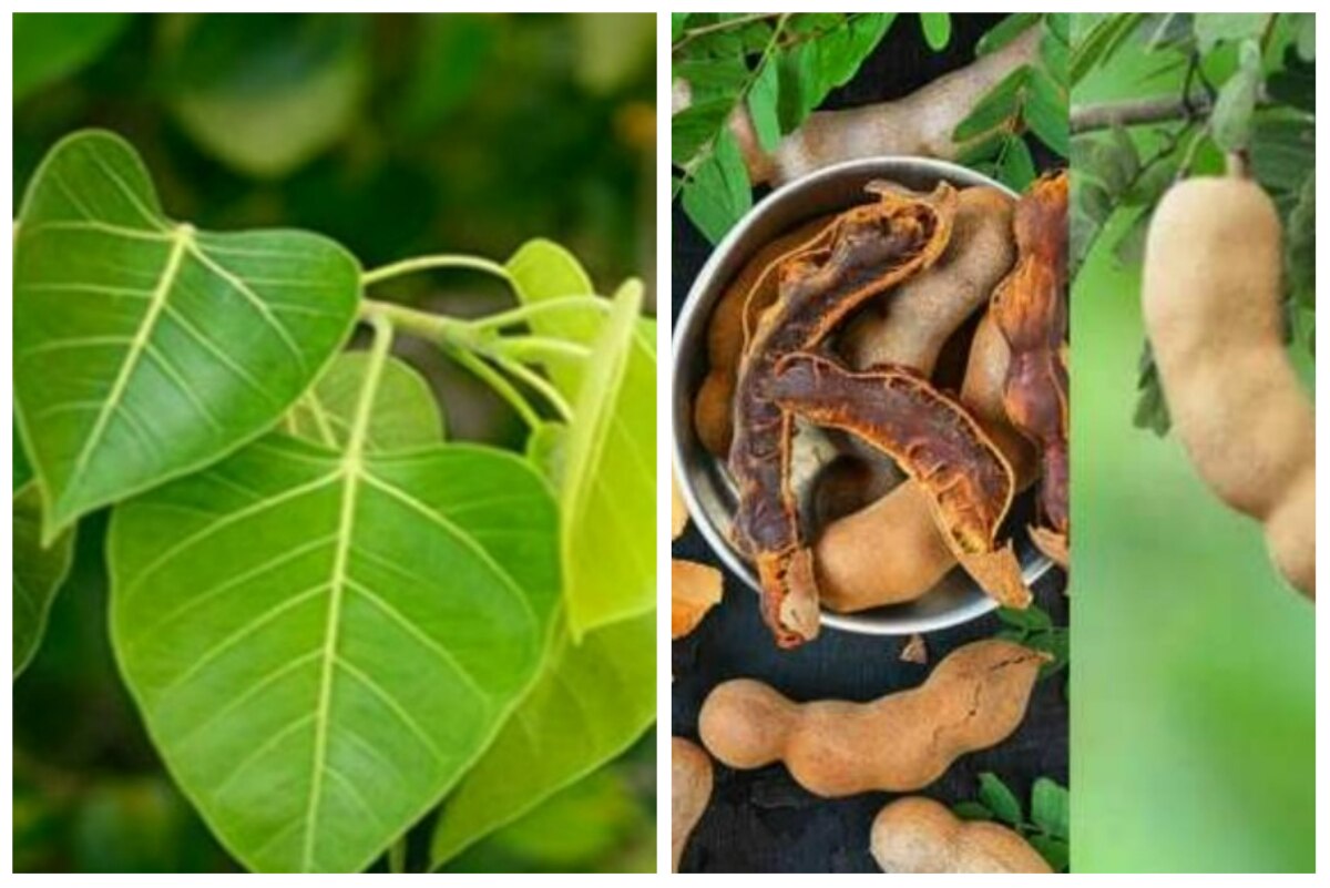 Vastu Tips: इंसान को बर्बाद कर देंगे घर में लगे ये 5 पेड़, फौरन हटा लें