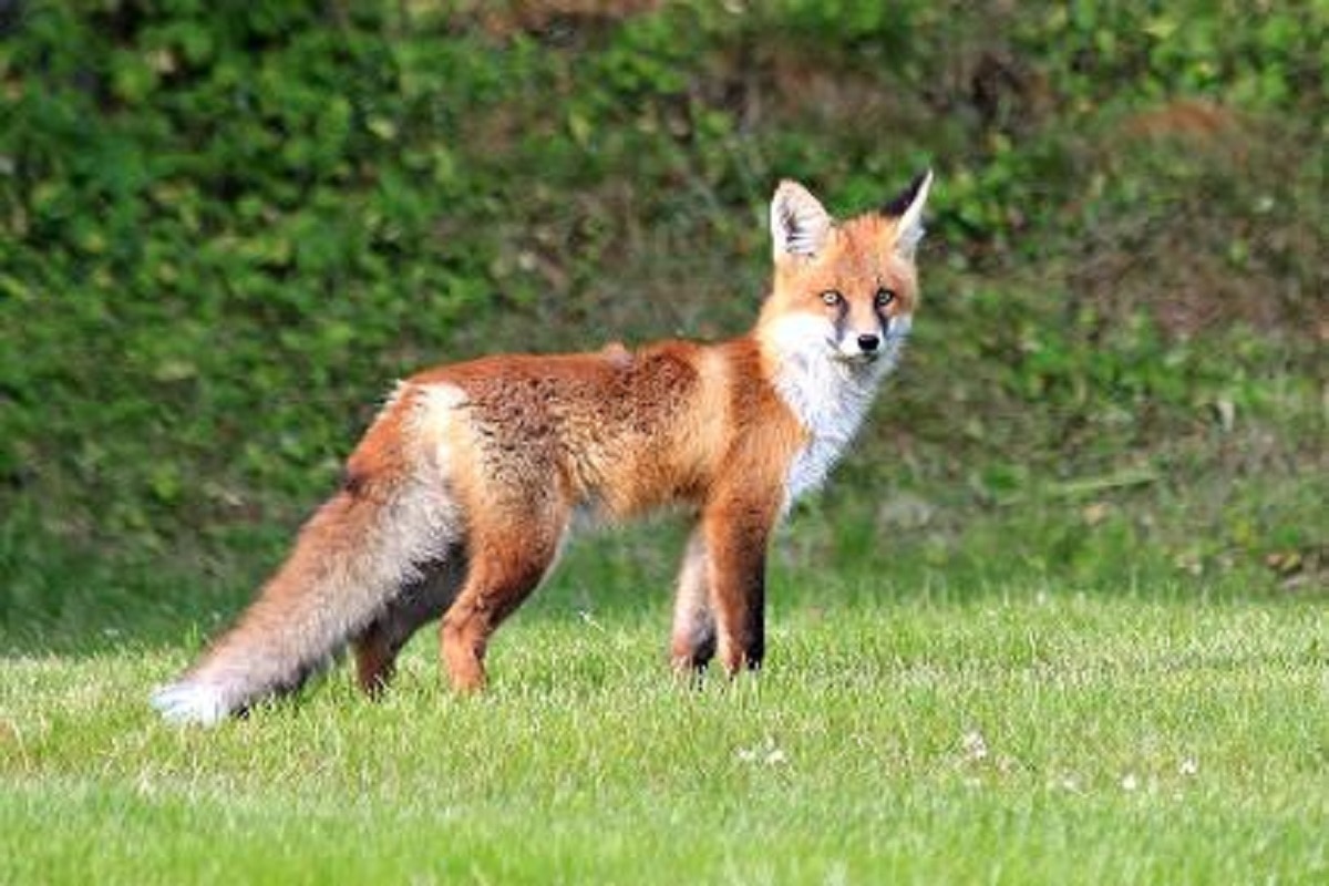 Wily Like A Fox : कुत्ते के नस्ल वाला यह जानवार, जिसका चालाकी के लिए ...