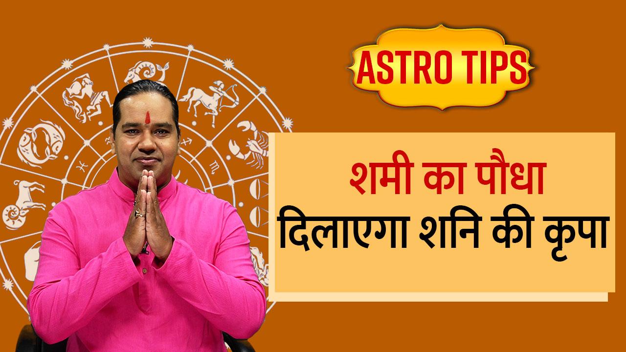 Astro Tips: शनि को प्रिय है शमी का पौधा, ज्योतिष गुरु से जानें घर में लगाने की विधि और फायदे ...