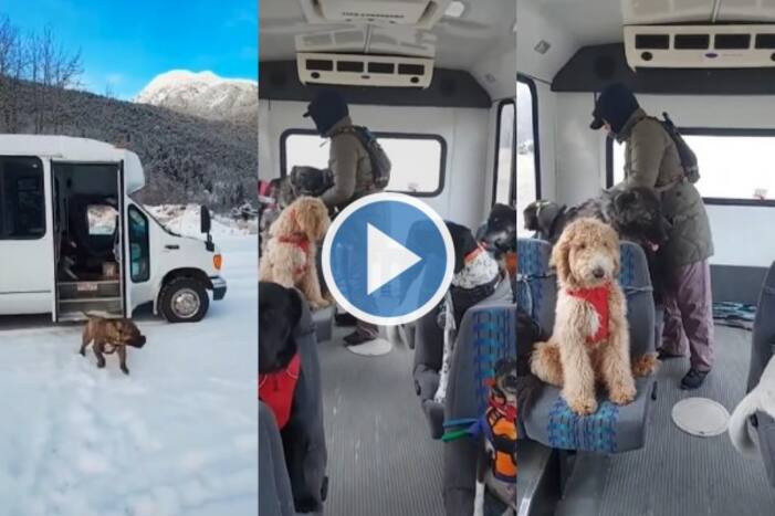 The Doggy Bus! Video of Bus Full of Dogs Out on a Ride in Snow-Covered ...