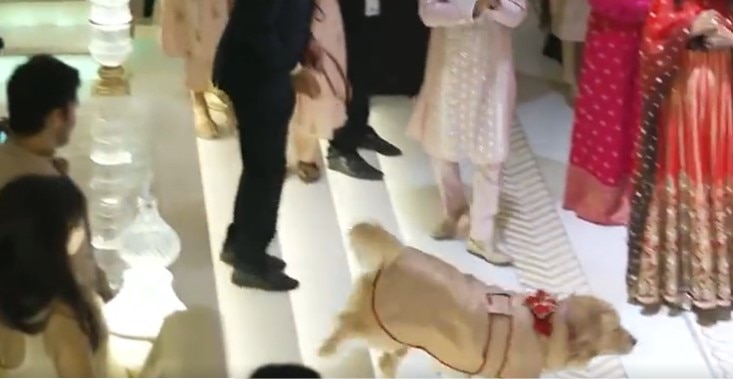 Ambani Dog Enters as Ring Bearer at Anant Ambani-Radhika Merchant ...