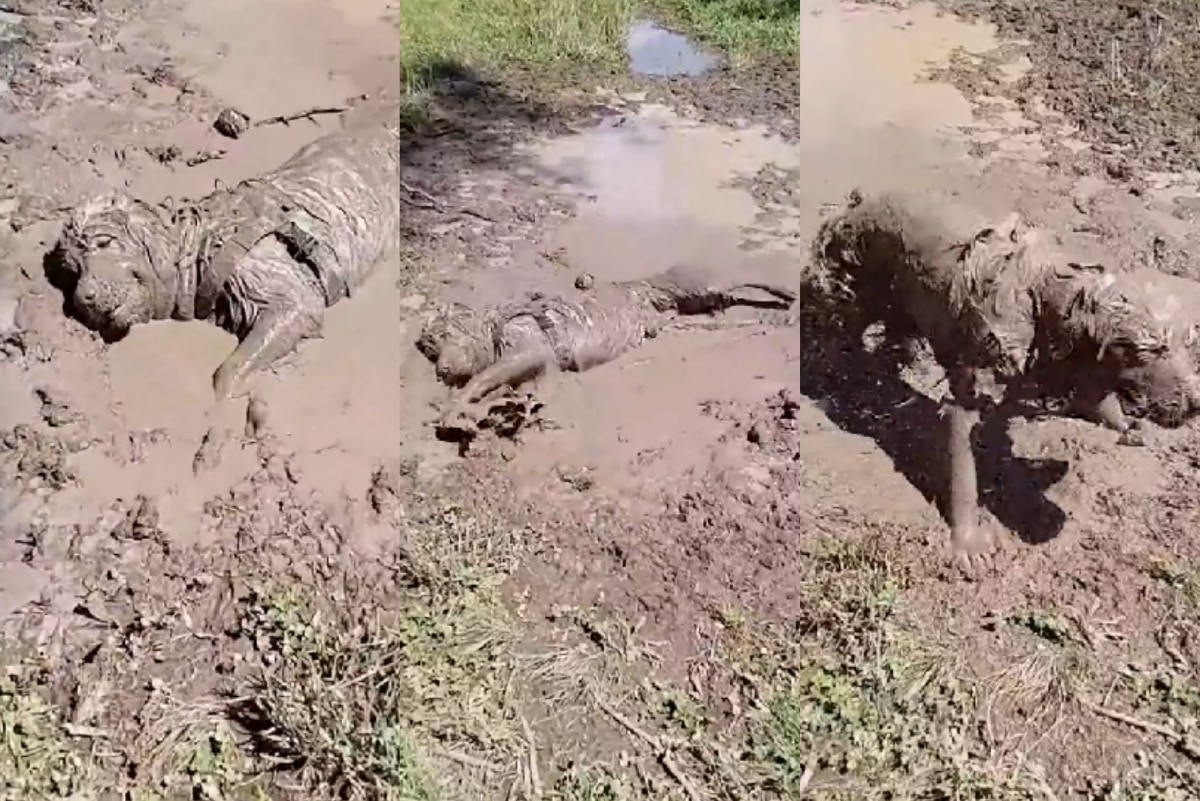 Video of Adorable Dog Having a Great Time Playing Inside Muddy Puddle ...