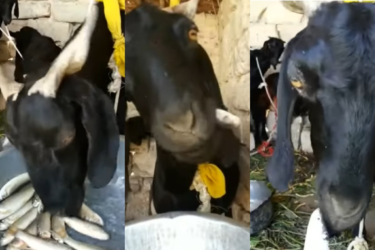 Viral Video: Goat Scrumptiously Munches on Fish, Netizens Say, 'Time to ...