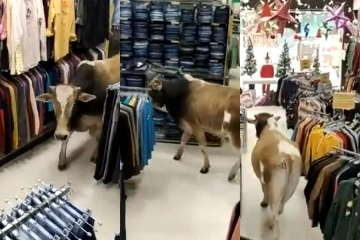 Viral Video: Cow Roams Inside a Cloth Store in Assam Mall, Leaves ...