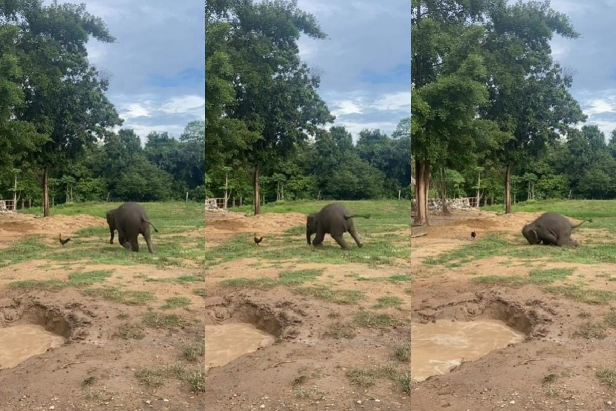 Adorable Video of Baby Elephant Playfully Chasing a Chicken Will Make ...