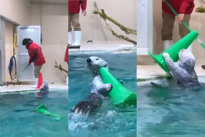 Viral Video of Little Sea Otter Helping Clean the Pool Will Make You Go ...
