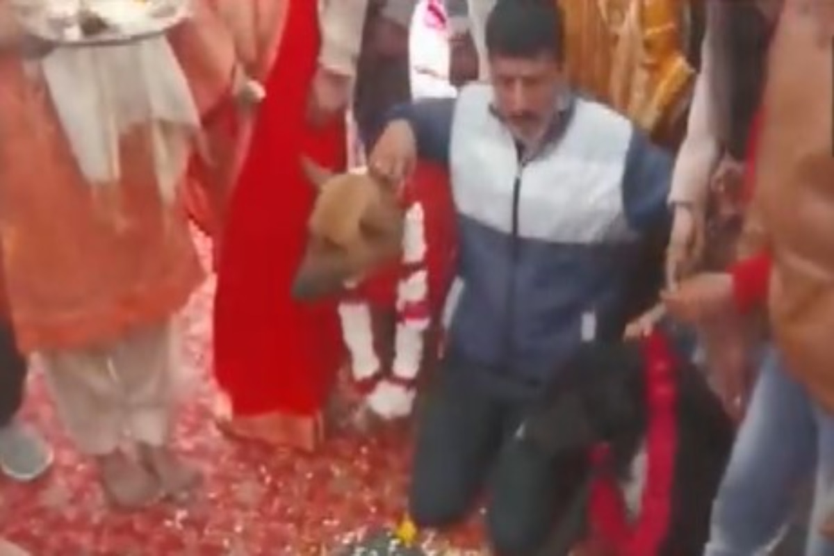 Tommy Weds Jaily: Dogs Get Hitched in UPs Aligarh With Music, Dance ...