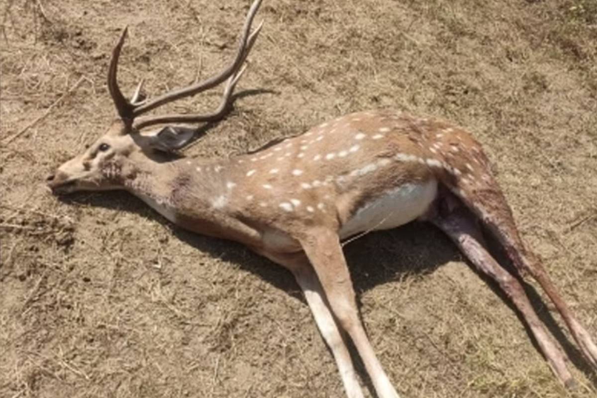 देश के इस चिड़ियाघर में 50 से ज्यादा हिरण मरे, इंसानों में भी फैल सकती ...