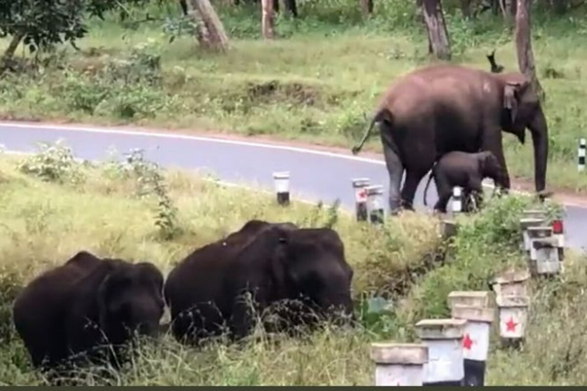 Viral Video: Mother Elephant Teaches Little One To Cross Road, Netizens ...