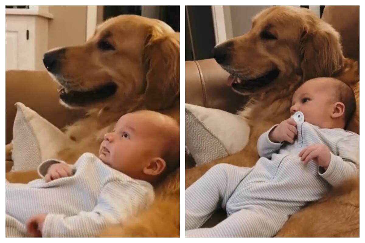 Dog And Human Baby