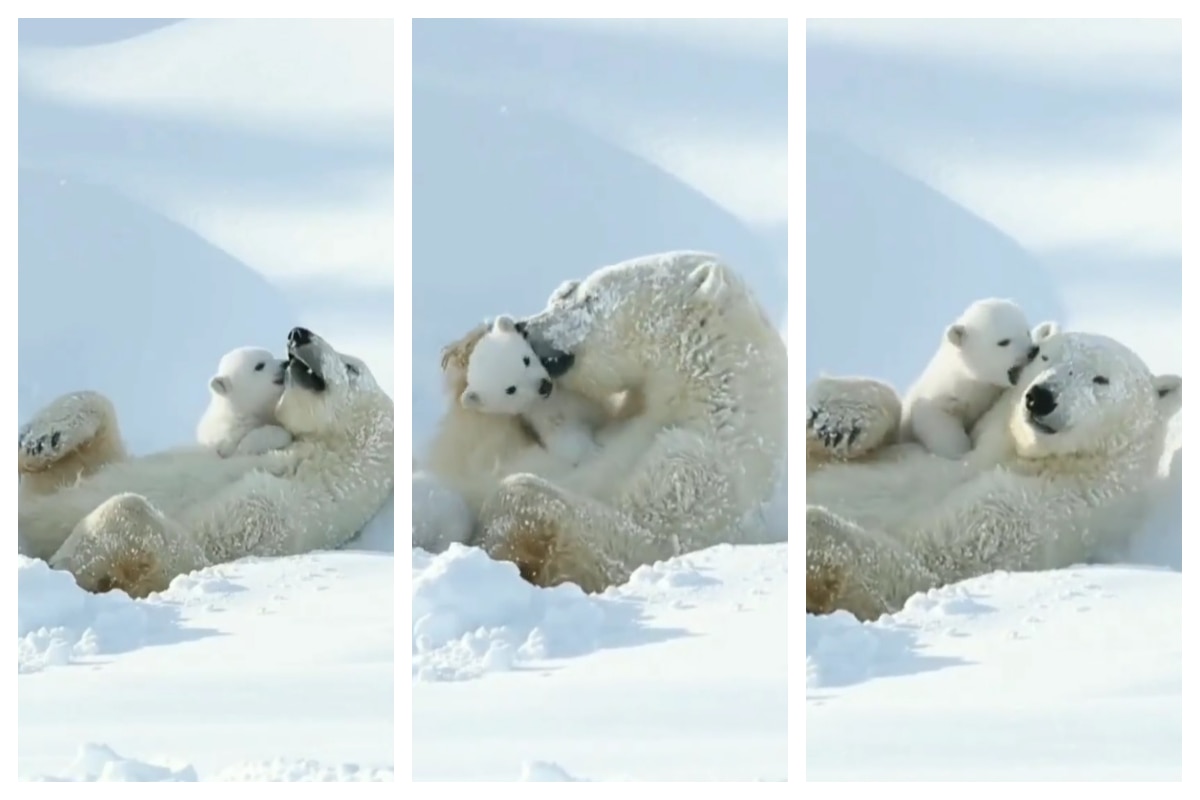 Viral Video Polar Bear Mommy And Her Cub Basking In Sun Make For ...