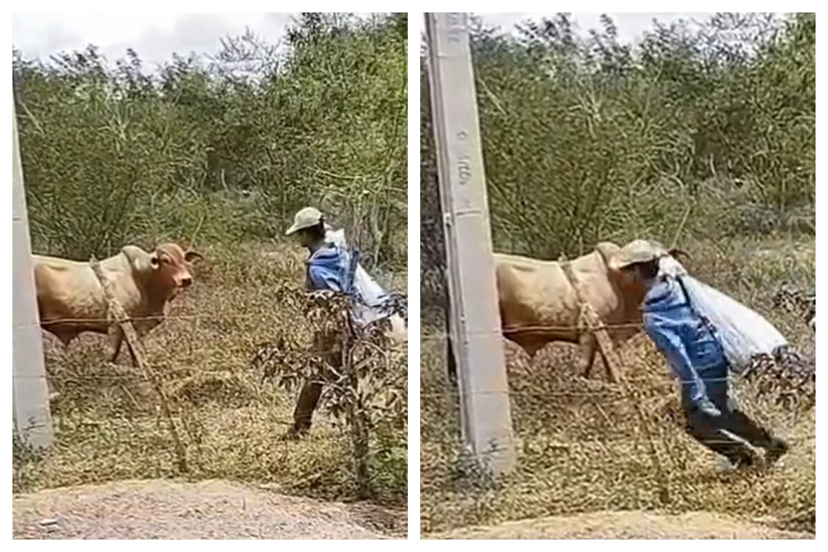 Man Tries To Run Away From Bull And What Happens Next Is Comedy Of ...