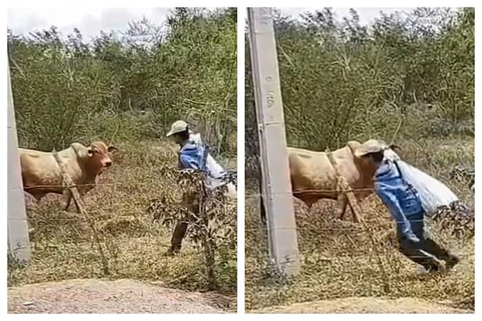 Man Tries To Run Away From Bull And What Happens Next Is Comedy Of ...