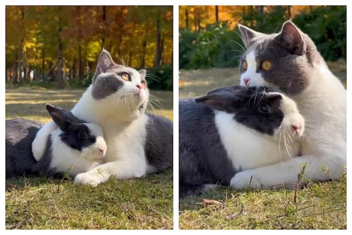 Viral Video Rabbit And Cat Are Best Friends And Their Love Is Winning ...