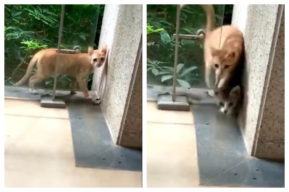 Viral Video One Cat Turns Into Two As It Sneaks Inside Unbelievable But ...