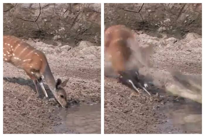 Watch Viral Video Huge Crocodile Lunges At Deer Drinking Water And It ...