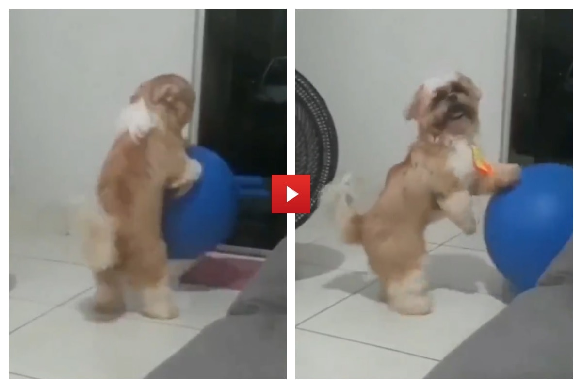 Viral Video Cute Puppy Dribbles Ball Like Seasoned Basketball Pro Watch