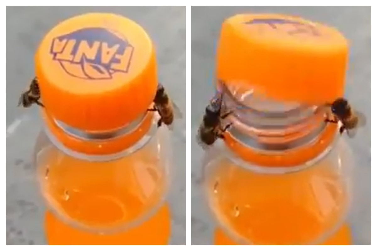 VIRAL VIDEO 2 Honeybees Open Fanta Bottle Topple The Cap WATCH HERE