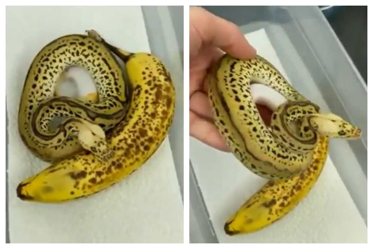 Viral Video You Are A Genius If You Can Identify The Snake From The ...