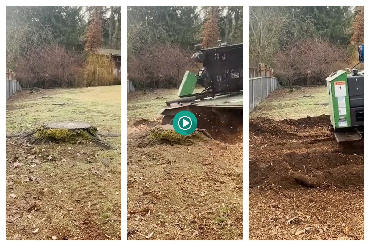 Viral Video Machine Cleanly Shreds Tree Stump And Roots With Powerful ...