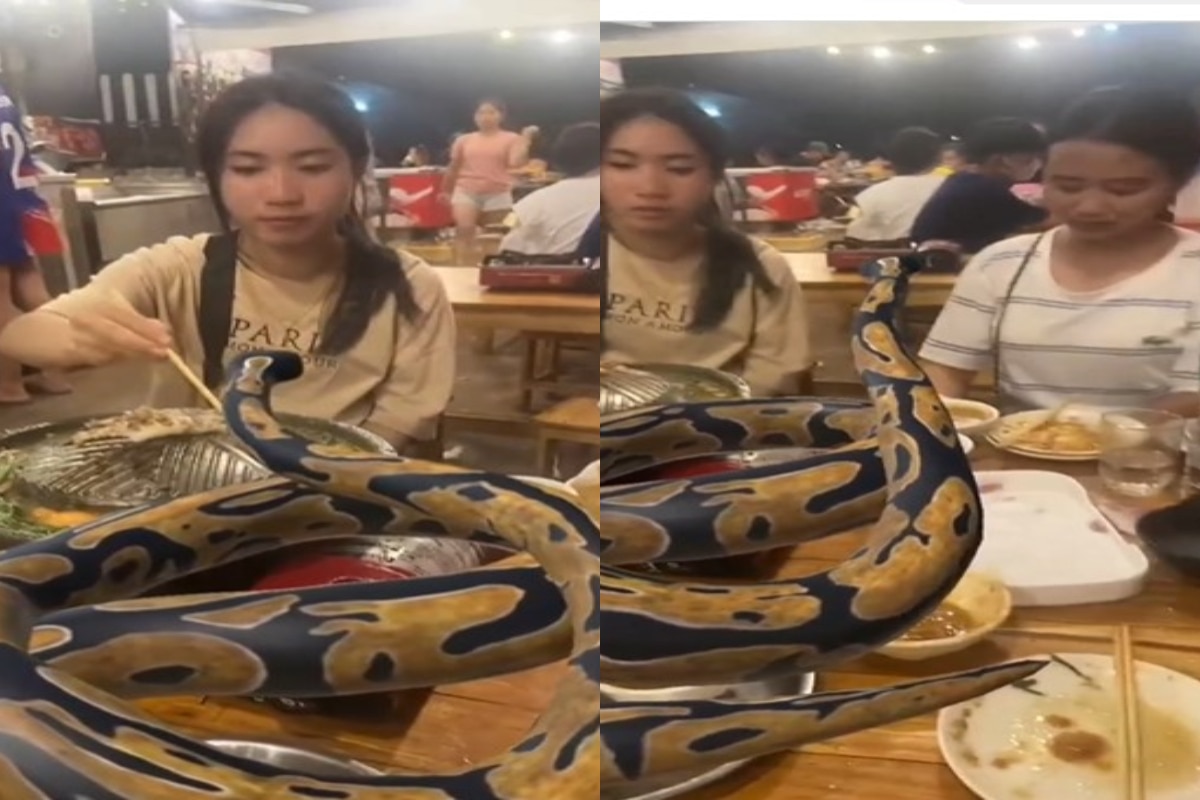 Video Of Women Dining With Python On Table Leaves Netizens Shocked. But ...