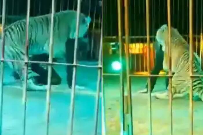 Viral Video: Spine Chilling! Tiger Mauls Circus Trainer in Live ...