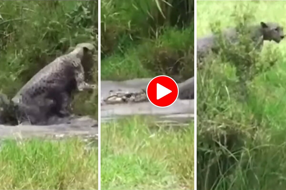 Magarmach Aur Jaguar Ka Video: पानी में घुसते ही जगुआर पर टूट पड़ा ...