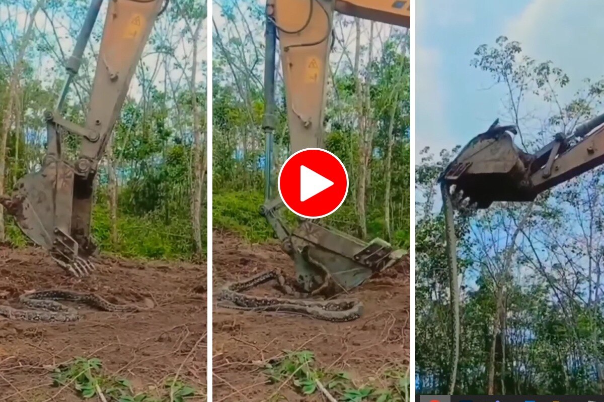 Azgar Ka Video: जंगल में मिला 20 फीट लंबा विशाल अजगर, उठाने के लिए ...