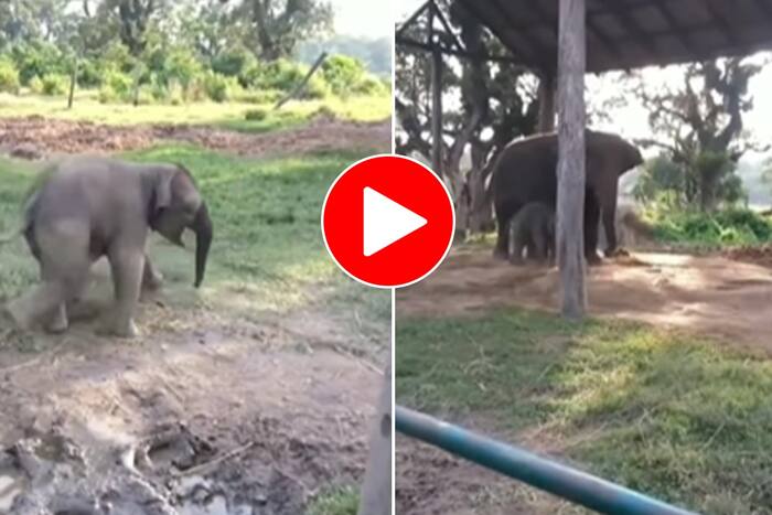 Hathi Ka Video: बकरी को देखते ही फूल गए हाथी के हाथ-पांव, दुम दबाकर ऐसे ...