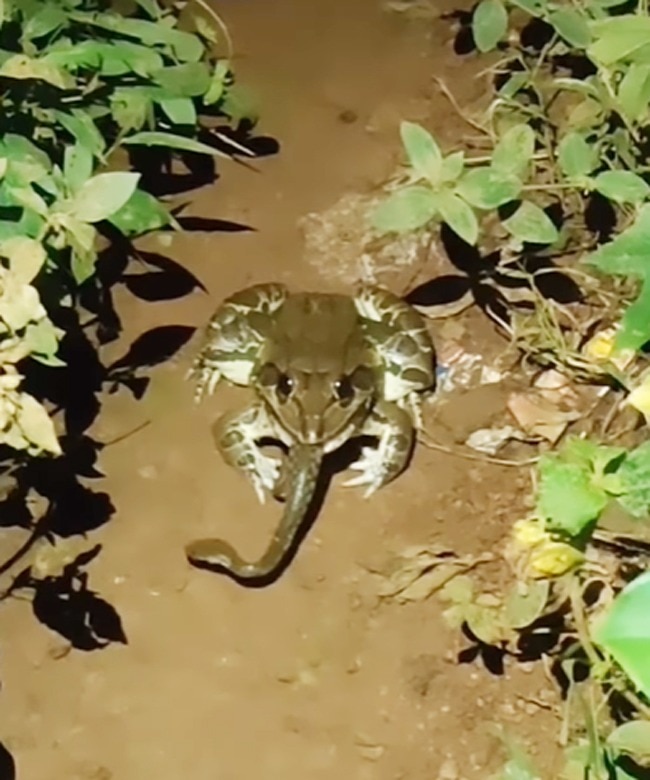 सांप को पकड़ते ही जिंदा निगलने लगा मेंढक, चाहकर भी खुद को बचा नहीं पाया ...